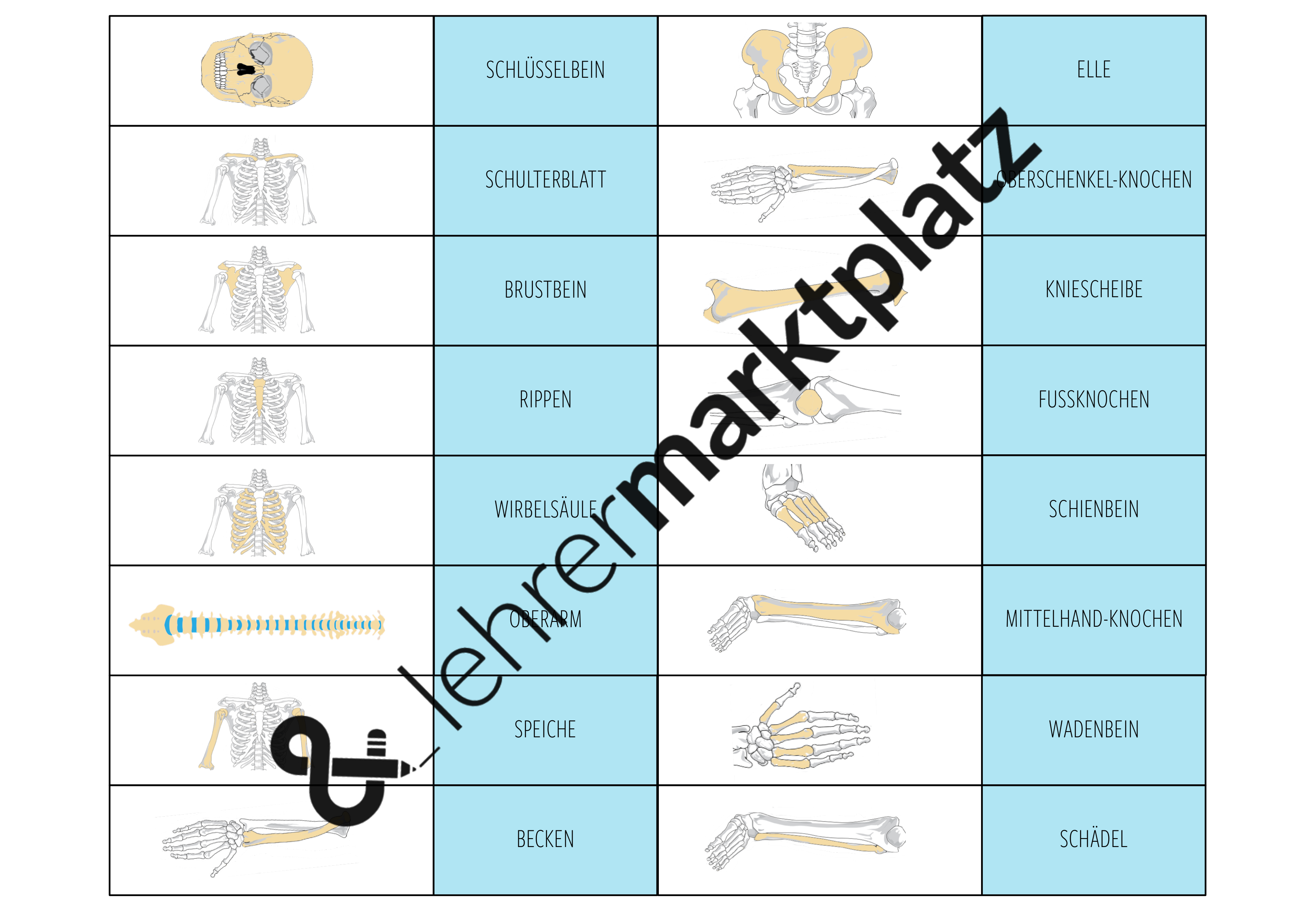 Knochen und Skelett - 4x Aktivitäten und Spiele – Unterrichtsmaterial ...