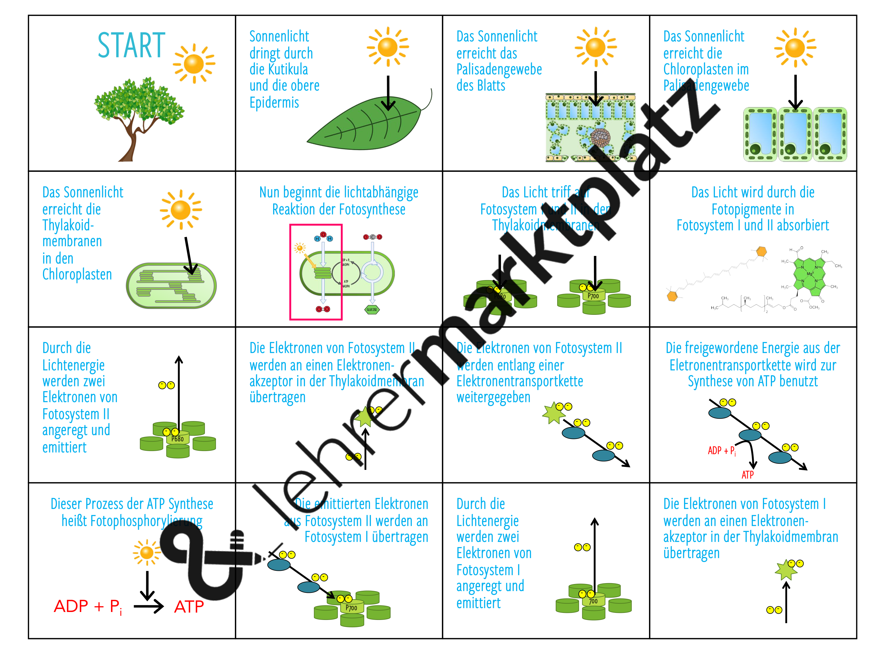 Fotosynthese: Lichtabhängige Reaktion & Calvin-Zyklus - 4x Aktivitäten ...
